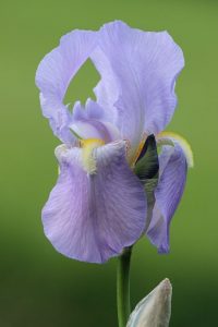 Alfabetul Florilor - Câte o floare pentru fiecare literă - FloriSauvage